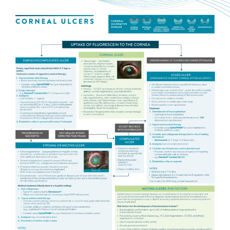 Uncomplicating corneal ulcers - Dômes Pharma UK