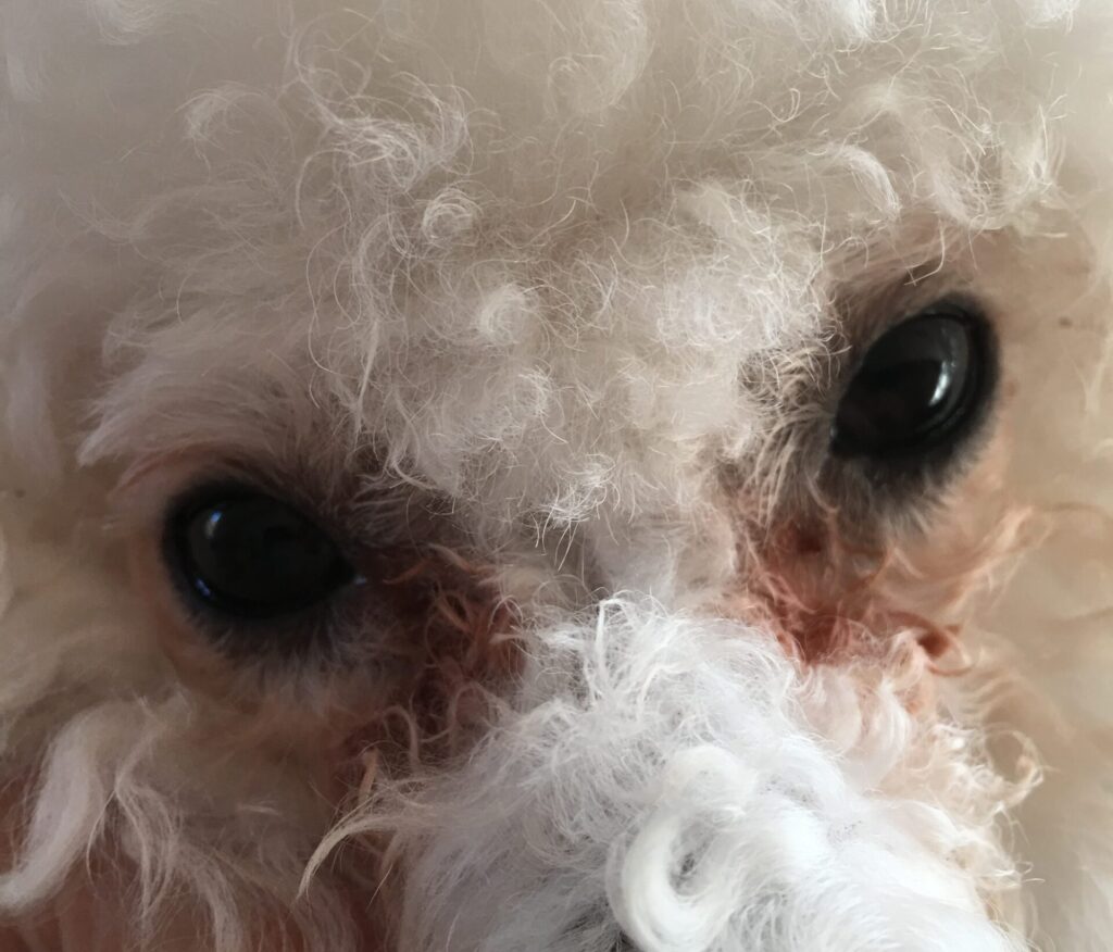 Tear stains - what are those brown stains around my pets eyes | Dômes ...